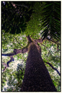 Castanha-do-brasil – Nova Mata